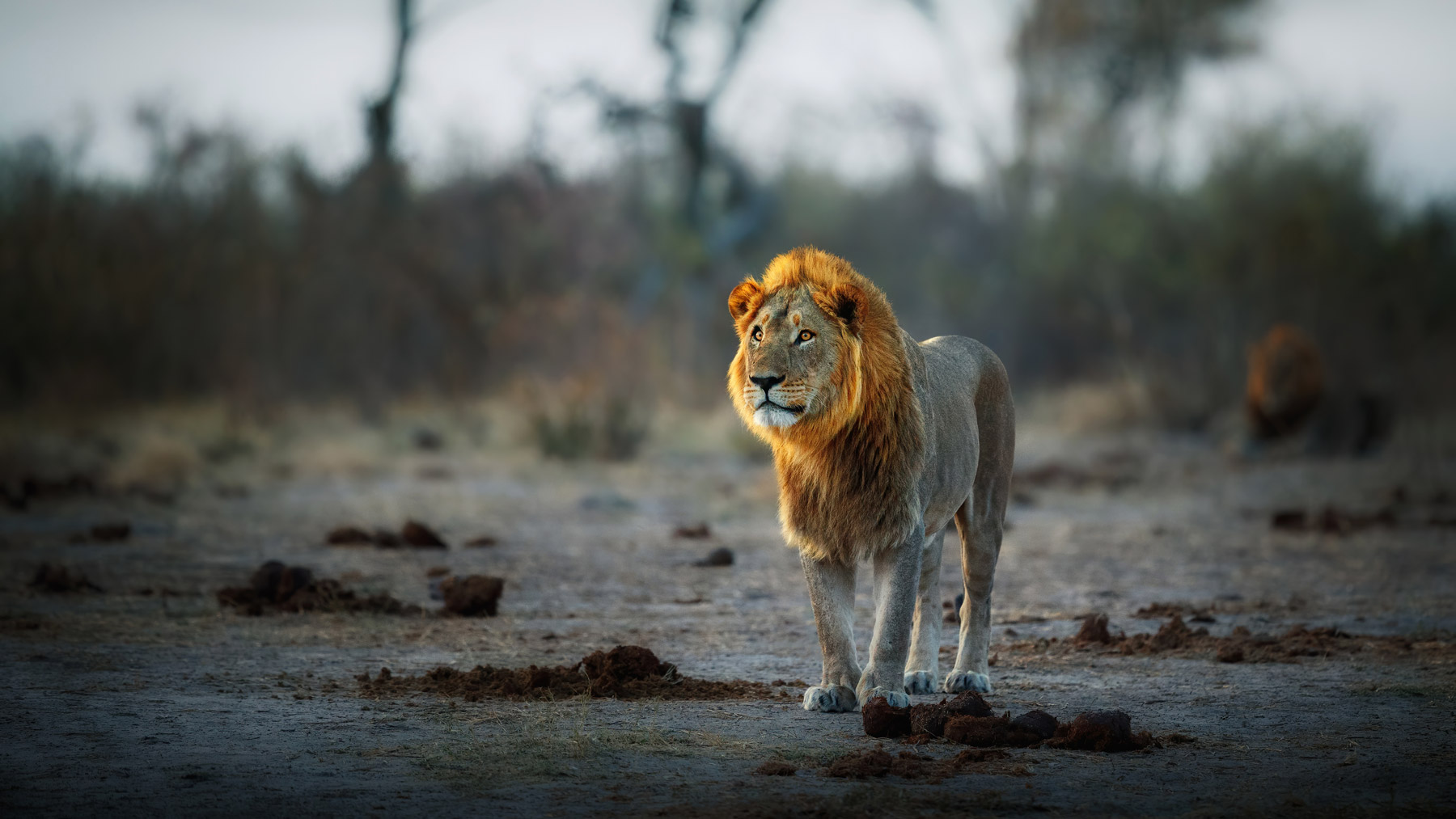 Home | Gir National Park Booking